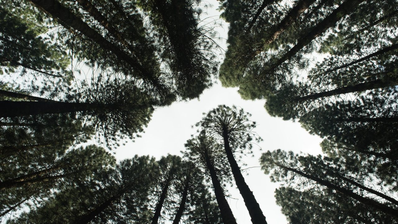 What is Carbon-Neutral Shipping & How to Achieve It - ShipBob UK